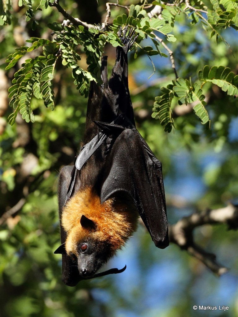 Indian Flying-fox (Pteropus giganteus) - Know Your Mammals