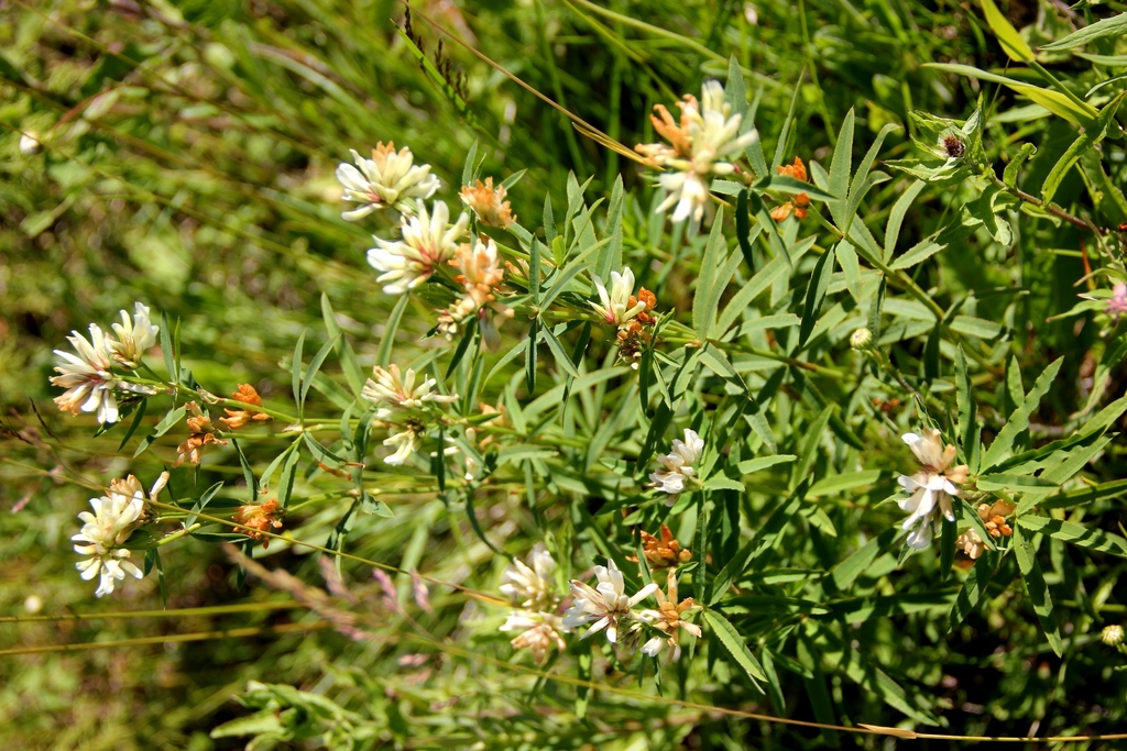 lupine clover from Верхнесалдинский р-н, Свердловская обл., Россия on ...