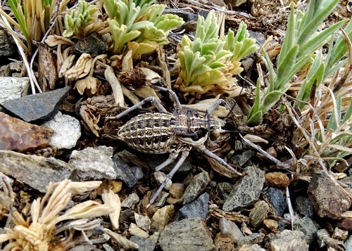 Subspecies Zichya baranovi baranovi · iNaturalist