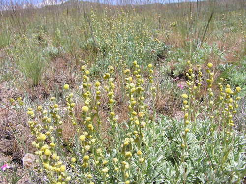 Owyhee Sagebrush (Artemisia papposa) · iNaturalist