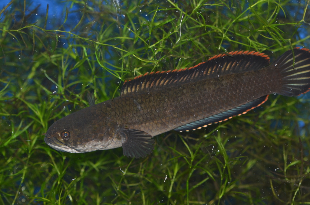 Dwarf Snakehead (Channa gachua) - Marine Life Identification