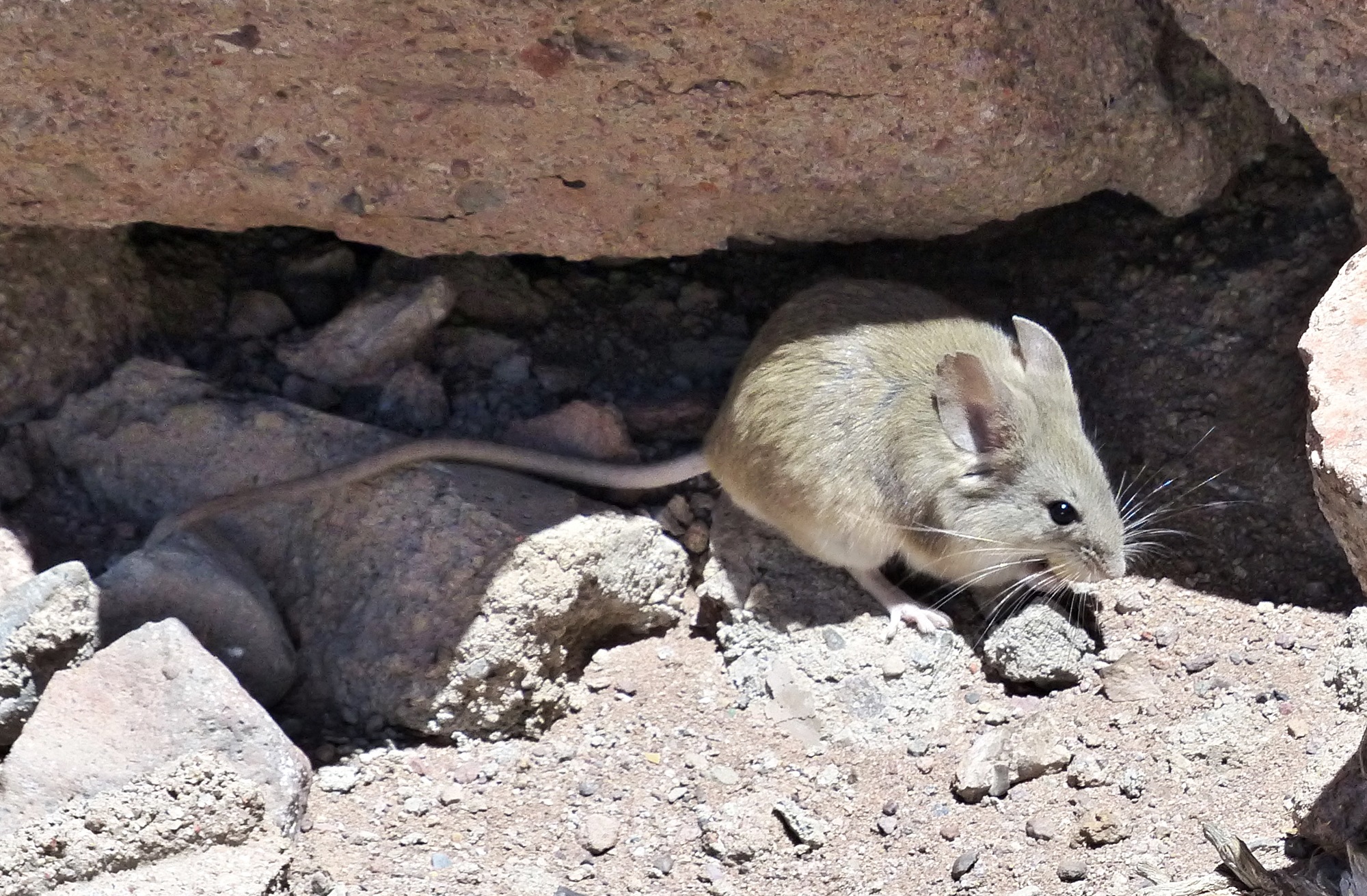 Octodontomys gliroides (Gervais & d'Orbigny, 1844)