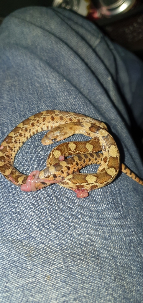 Mexican Bull Snake from México, MX on June 29, 2020 at 09:42 PM by ...