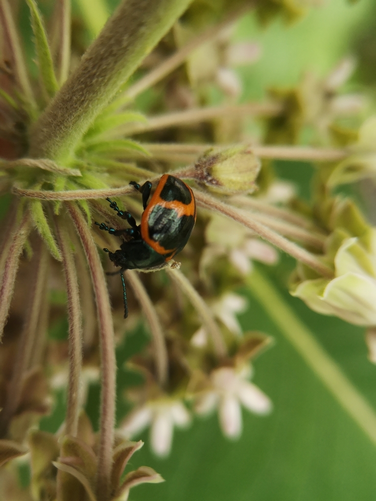 Swamp Milkweed Leaf Beetle from Ottawa, ON K0A 2Z0, Canada on June 30 ...