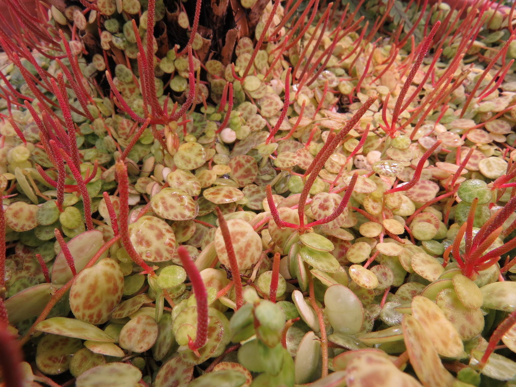 pepper plant family (Piperaceae) - Botanical Realm