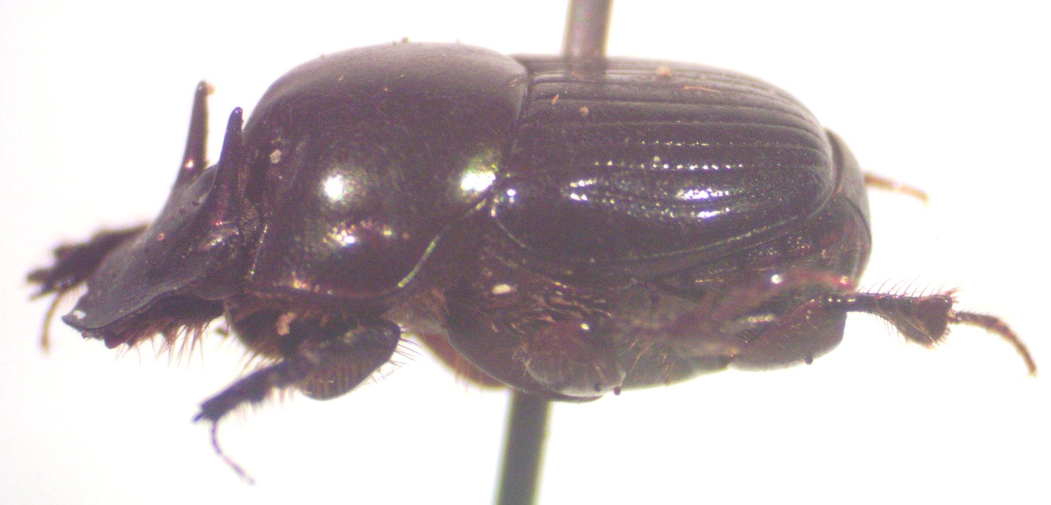 Onthophagus acuminatus Harold, 1880