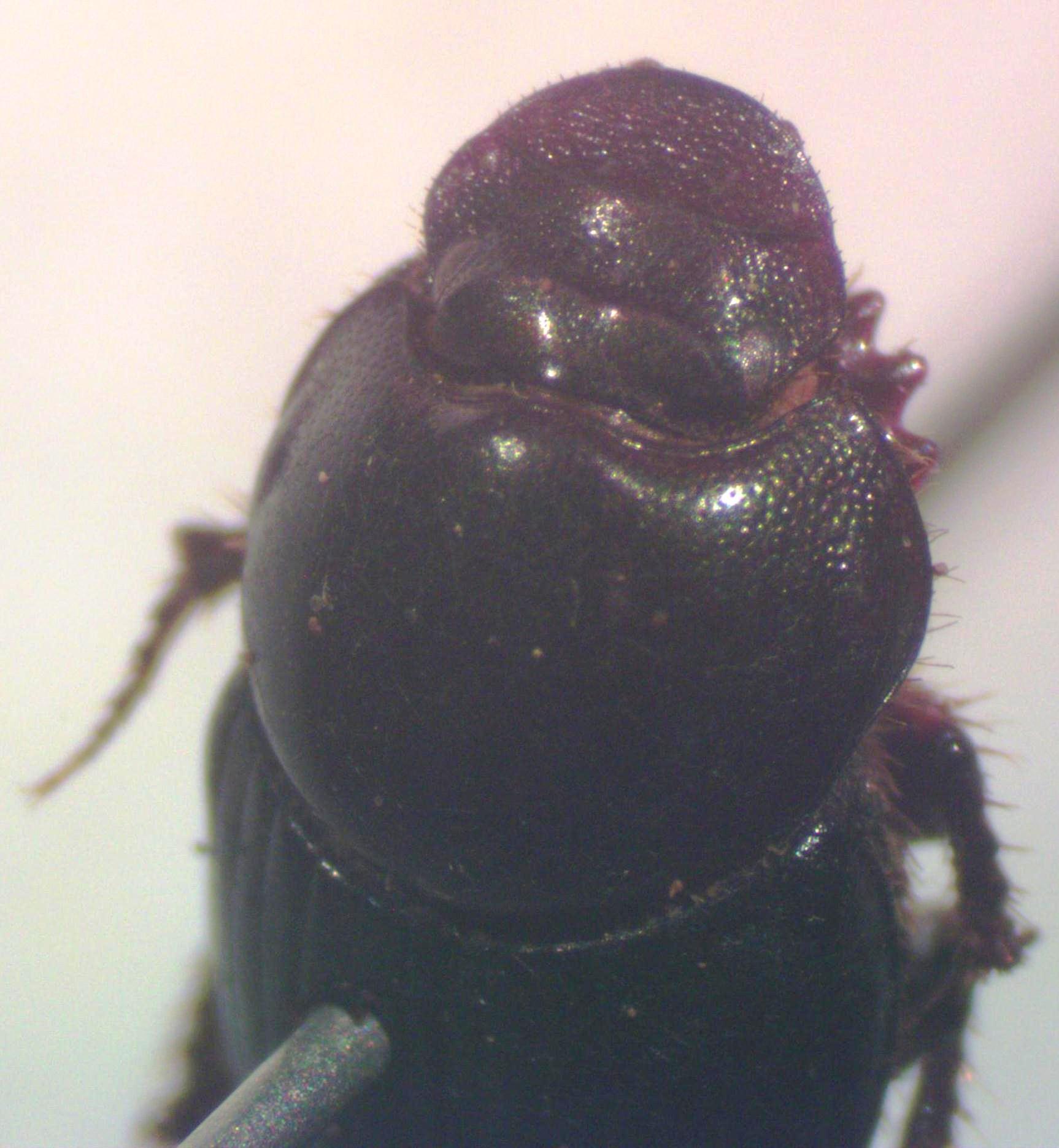 Onthophagus acuminatus Harold, 1880