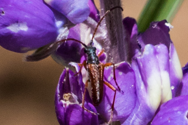 Stenocorus from Laguna Mountains on June 7, 2020 at 02:43 PM by BJ ...