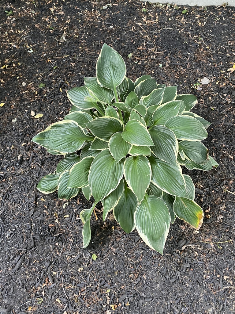 hostas from Delta Ct, Middletown, NJ, US on June 30, 2020 at 05:22 PM ...