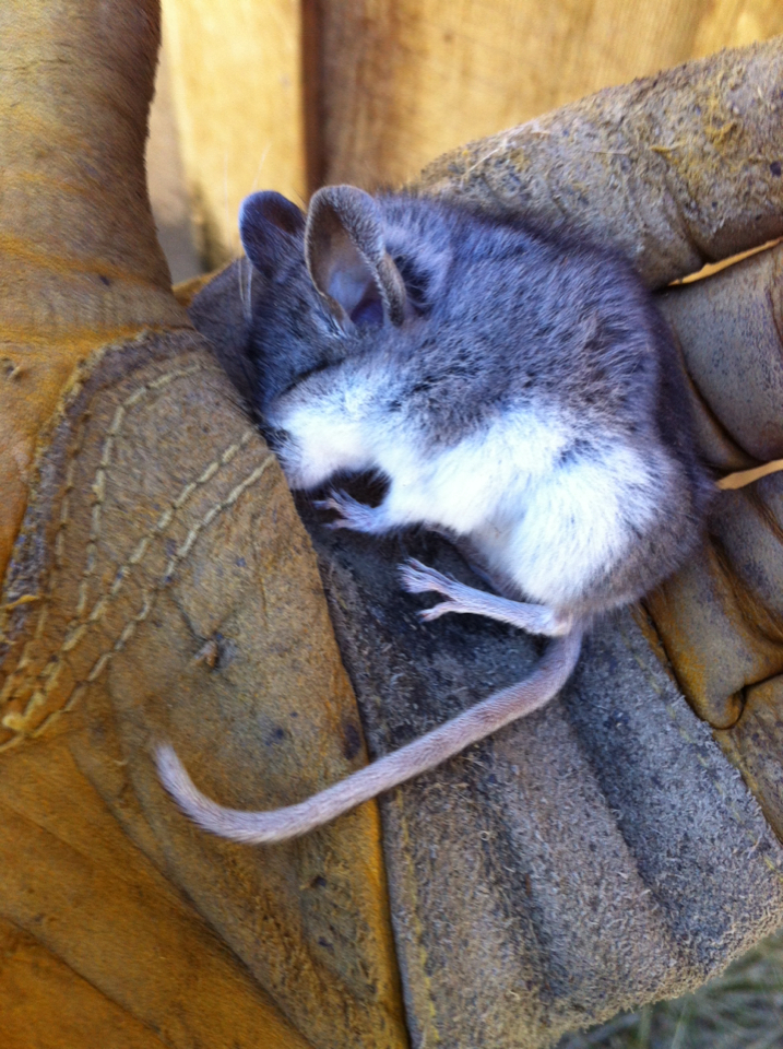 Peromyscus truei (Shufeldt, 1885)