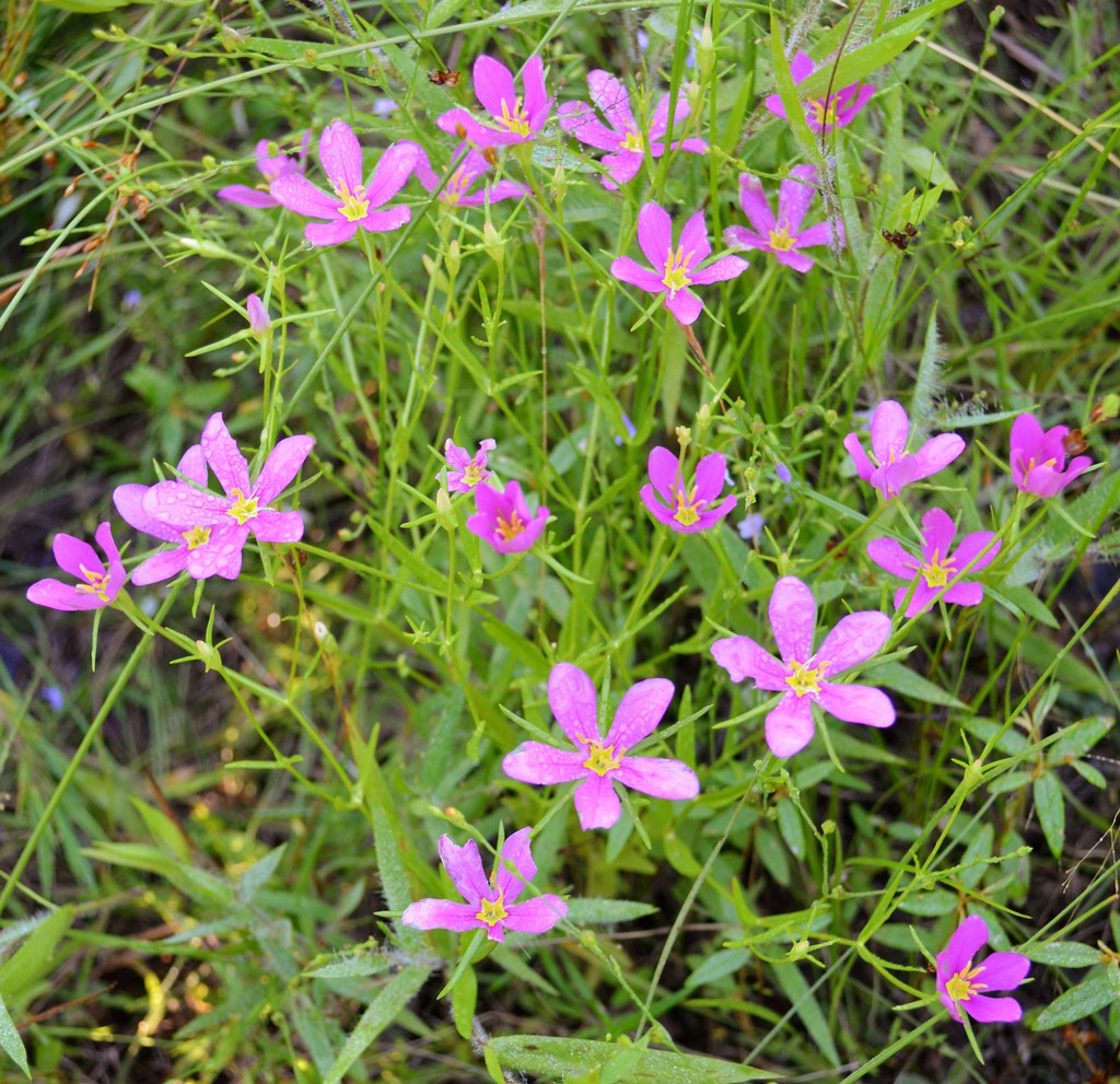 Pelton's rose-gentian in June 2020 by J. Richard Abbott. herb · iNaturalist