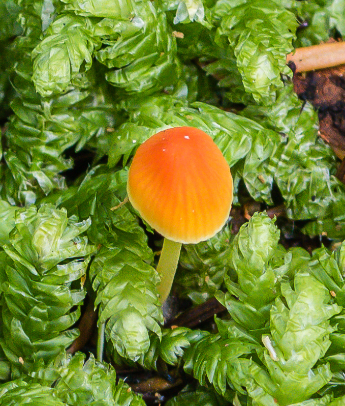 orange bonnet from Greater Vancouver, BC, Canada on June 29, 2020 at 11 ...