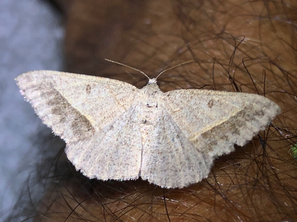 Pale-lined Angle in June 2020 by John F. Green · iNaturalist