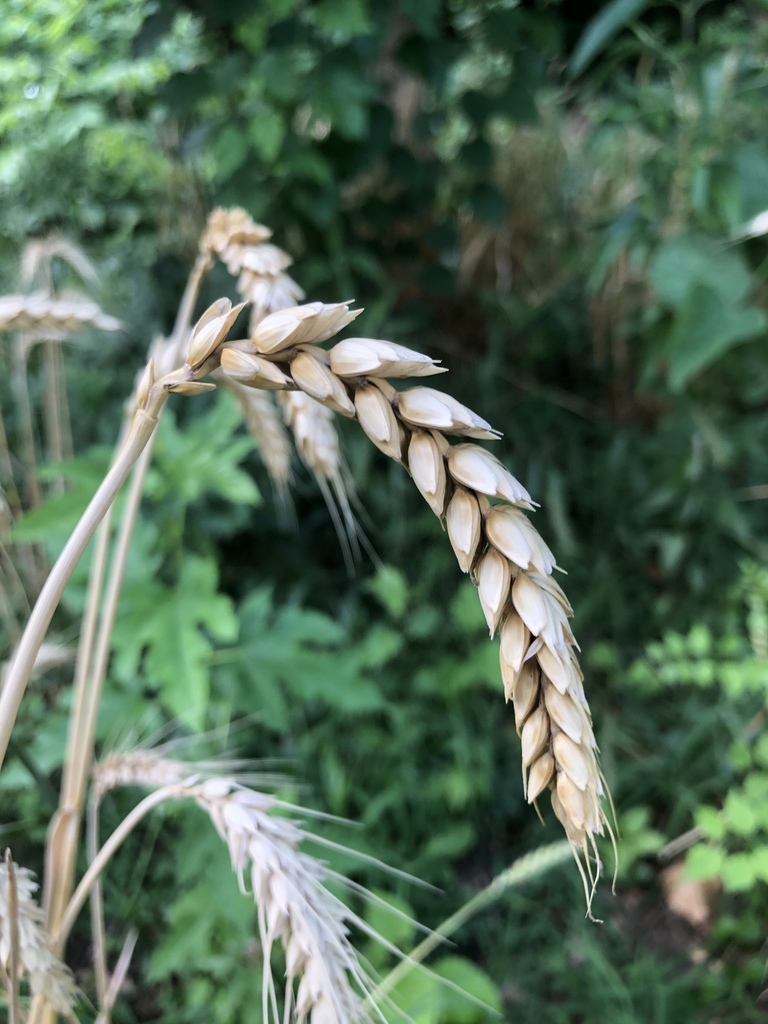 Wheats (Triticum) - Botanical Realm