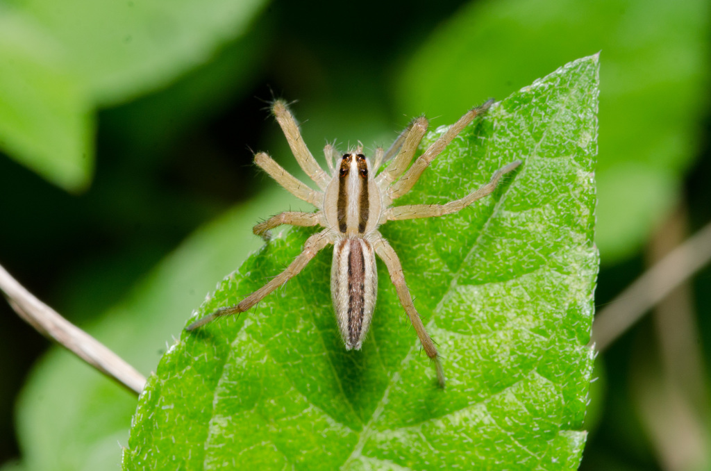 Rabid Wolf Spider from Windsor Hills, Austin, TX, USA on June 27, 2020 ...