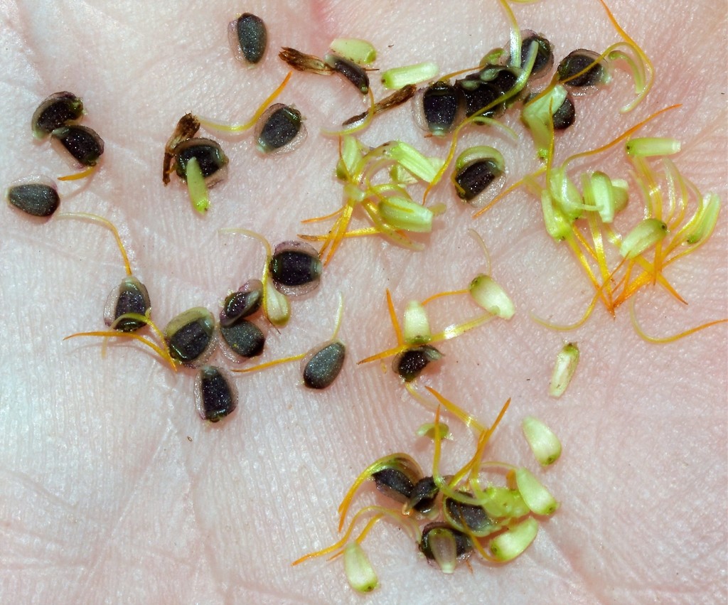 Large-flower Tickseed (Coreopsis grandiflora harveyana) - Botanical Realm