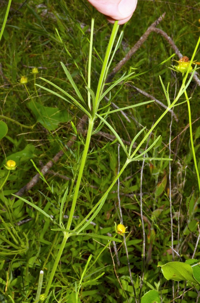 Large-flower Tickseed (Coreopsis grandiflora harveyana) - Botanical Realm