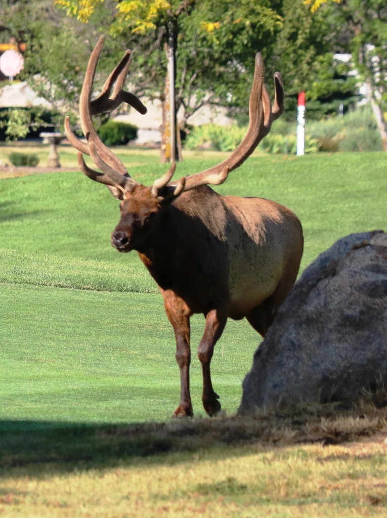 American Elk from Tehachapi, CA 93561, USA on June 29, 2020 at 07:30 PM ...
