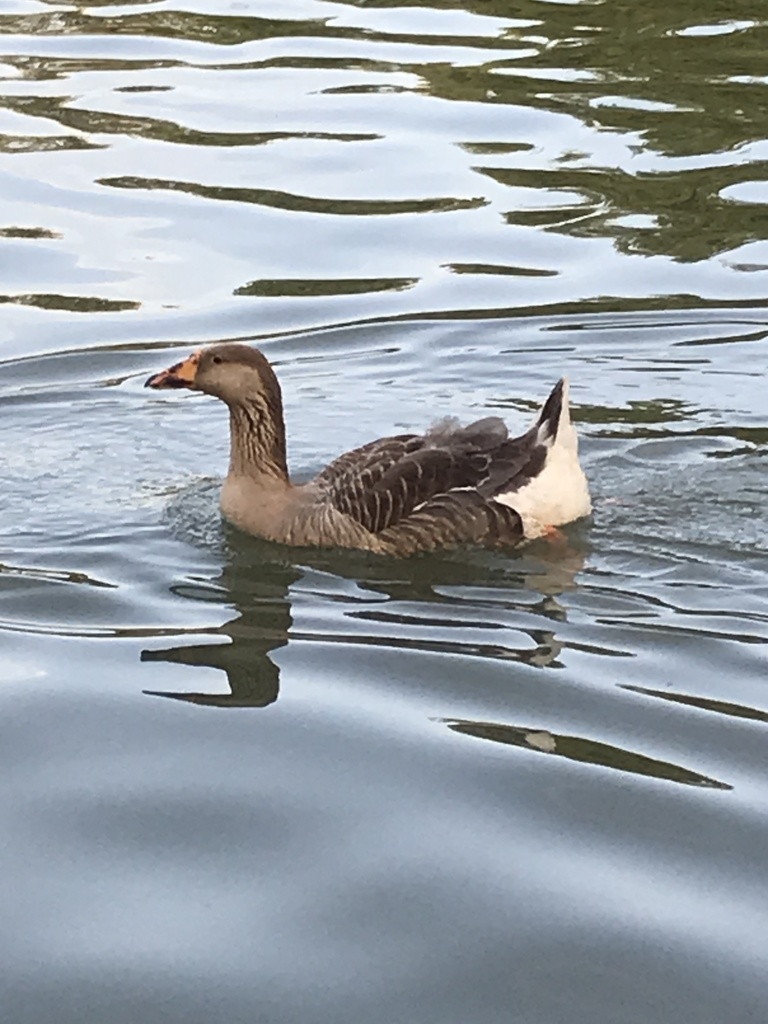 Greylag × Swan Goose from McGovern Lake, Houston, TX, US on June 30 ...