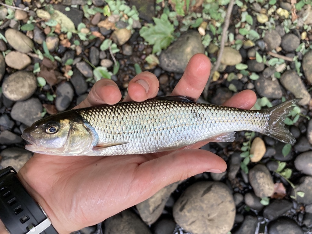 Fallfish from Bristol Pike, Bristol, PA, US on June 30, 2020 at 05:57 ...