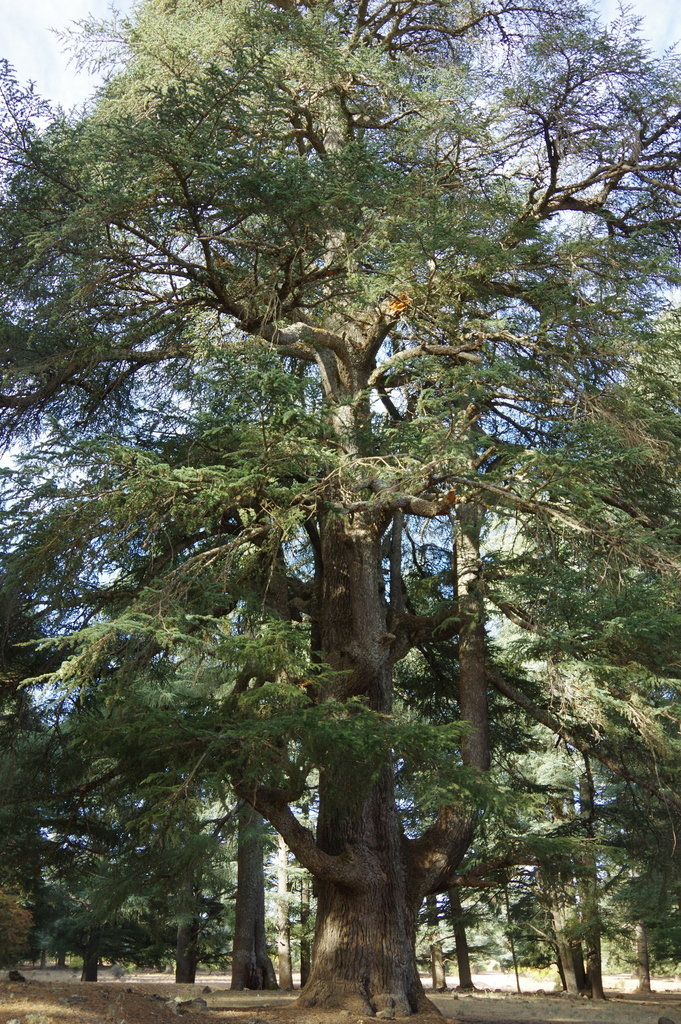 Atlas cedar from Cèdre Gouraud, Azrou, Morocco on October 01, 2014 at ...