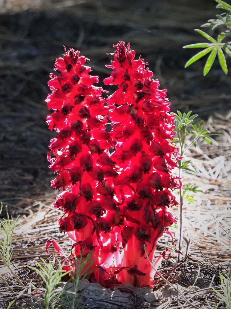 Snowplant from Tulare County, CA, USA on June 23, 2020 at 08:37 AM by ...