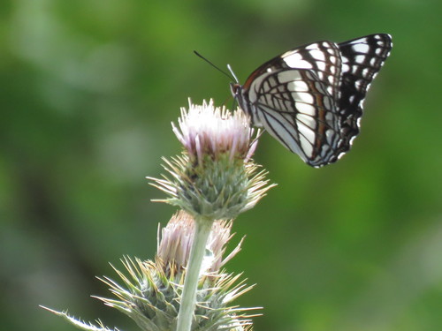 Weidemeyer's Admiral (Yosemite National Park Butterfly Guide 🦋 ...