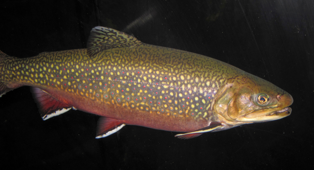 Brook Trout (Fish of the great lakes watershed) · iNaturalist