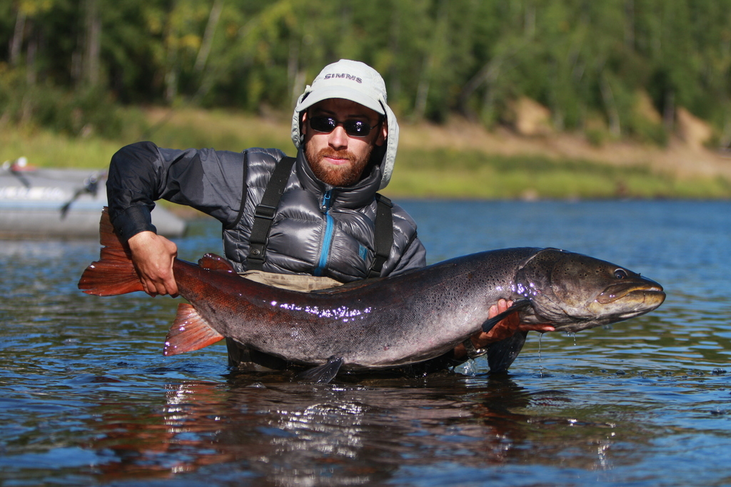 Siberian Taimen (Hucho taimen) - Marine Life Identification