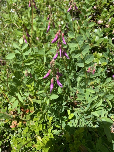 Western Sweet-vetch (Variety Hedysarum occidentale occidentale ...