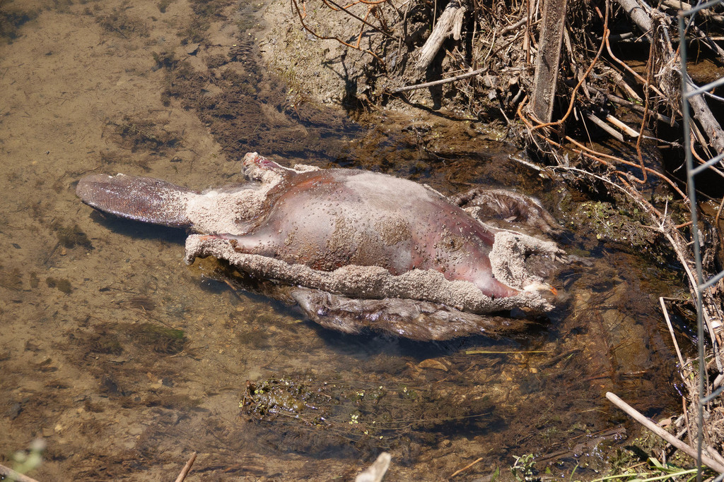 American Beaver from Coshocton County, OH, USA on June 29, 2020 at 12: ...