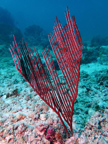 (Ctenocella)