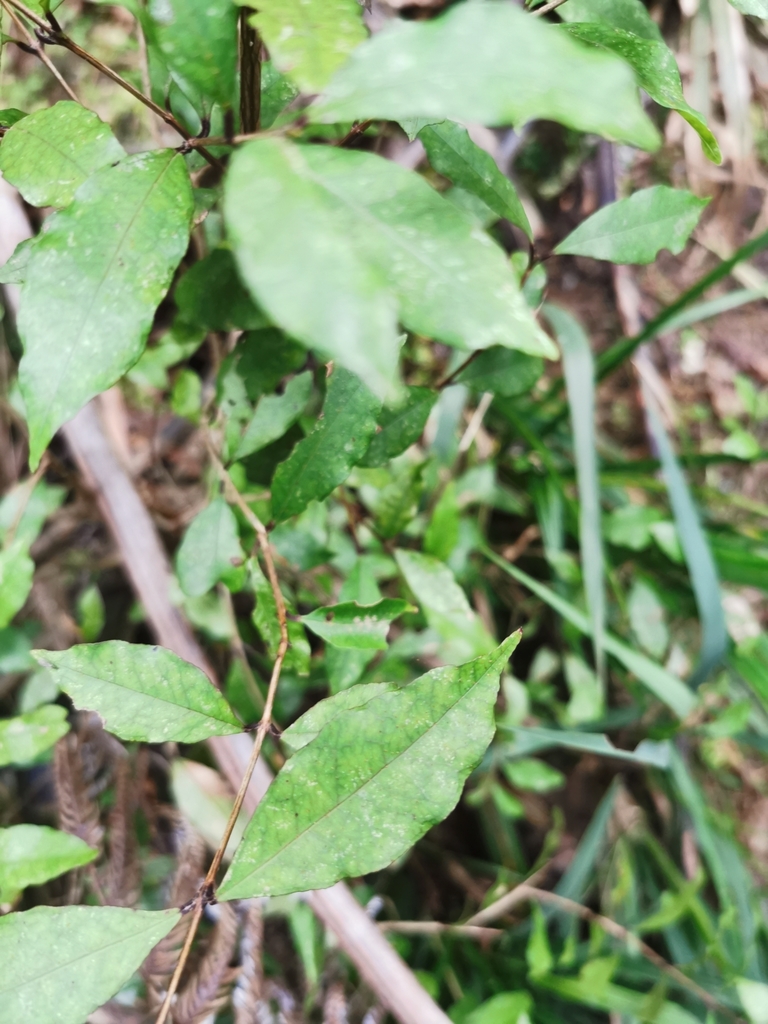 Swamp maire from Centennial Place on July 1, 2020 at 01:55 PM by Blair ...