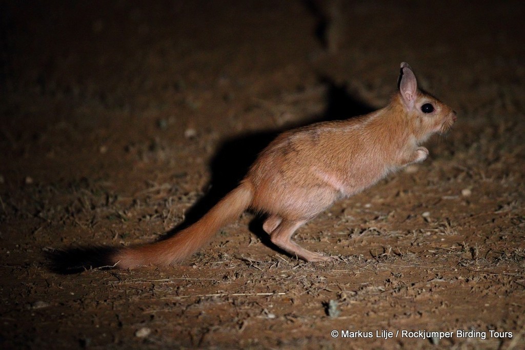 Anomalures and Springhares (Anomaluromorpha) - Know Your Mammals