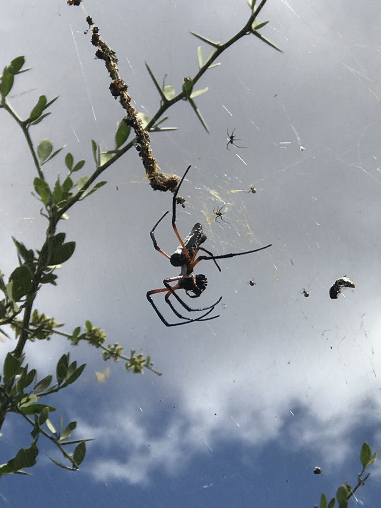 Red-legged Golden Orb-web Spider from Loitokitok, Kenya on June 27 ...