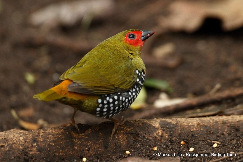 Mandingoa nitidula nitidula from Eshowe, Kwazulu Natal, South Africa on ...