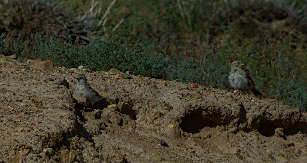 Old World Sparrows from Толбо, Монголия on August 09, 2015 at 04:00 PM ...