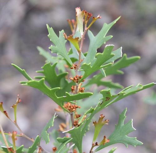 Hakea ceratophylla · iNaturalist