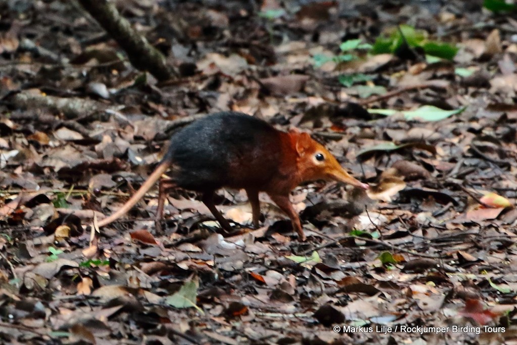 Black-and-rufous Sengi from Korogwe (2), Tanga, Tanzania on April 24 ...