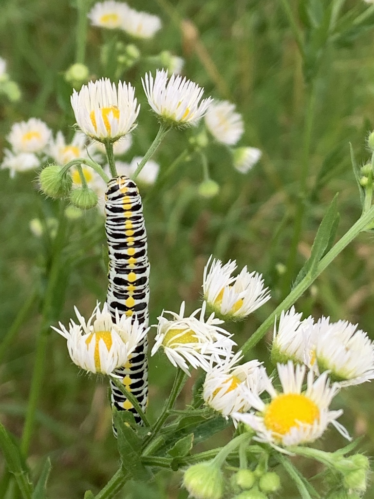 Butterflies and Moths from Long Island, Brookhaven, NY, US on June 28 ...
