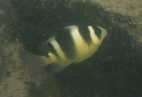 Banded Damselfish (Dischistodus fasciatus) · iNaturalist