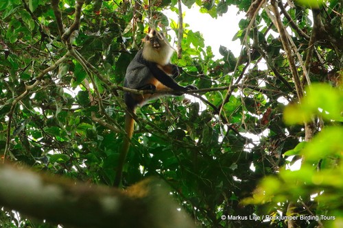 Crowned Monkey (Cercopithecus pogonias) · iNaturalist