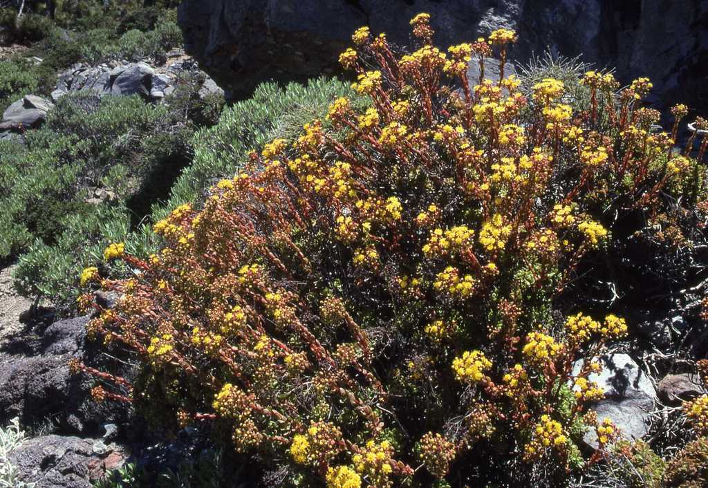 Aeonium spathulatum from Mt Teide, Santa Cruz de Tenerife, Spain on May ...