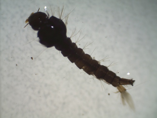 Culex lactator · iNaturalist