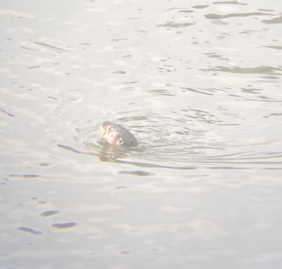 River Otters in Lake Harriet? : r/minnesota