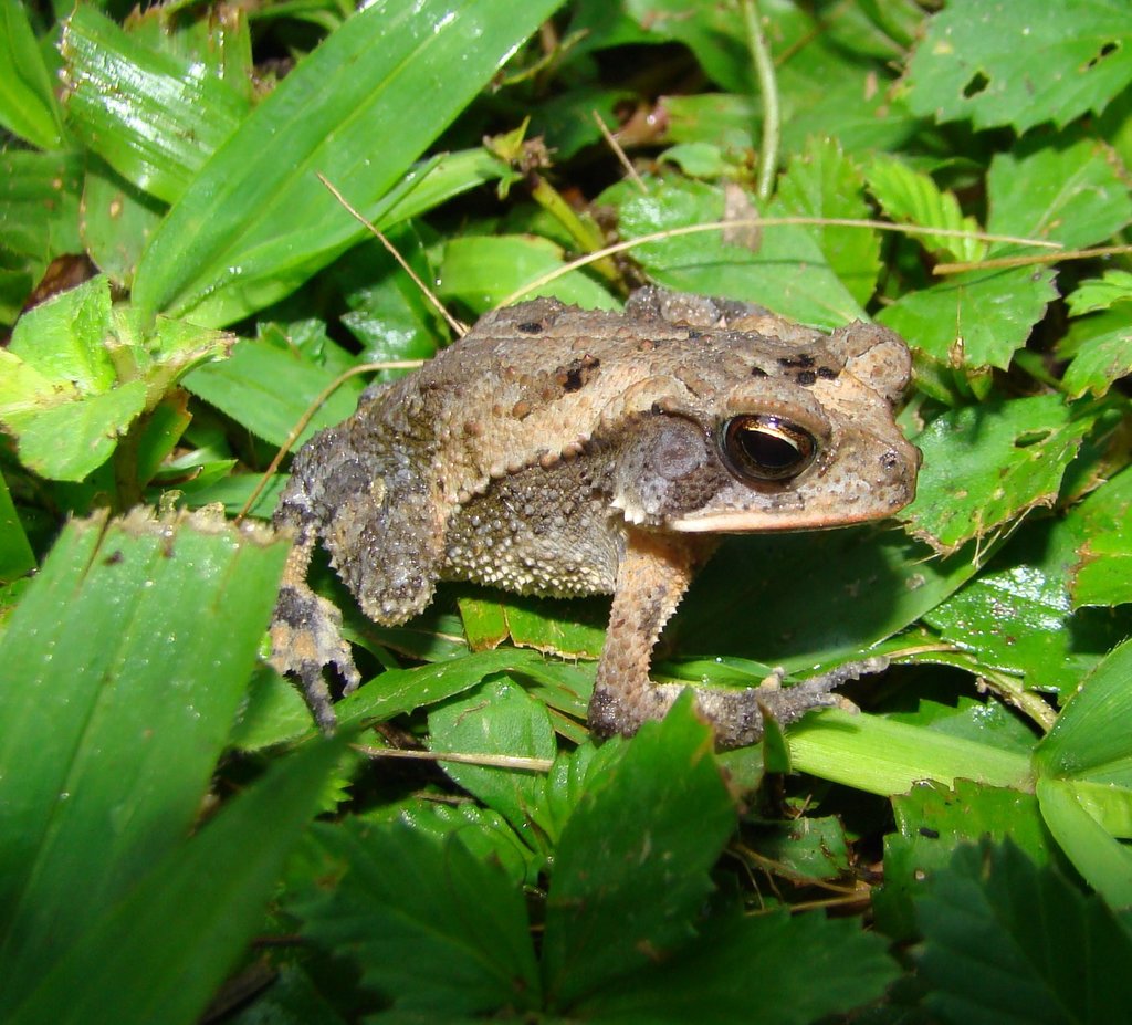 Campbell's Rainforest Toad (Herpetofauna of Honduras) · iNaturalist