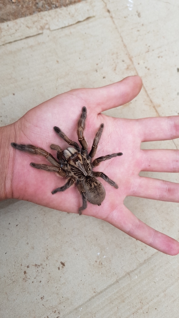 Cranial Horned Baboon Spider from Makoni, Zimbabwe on November 10, 2019 ...