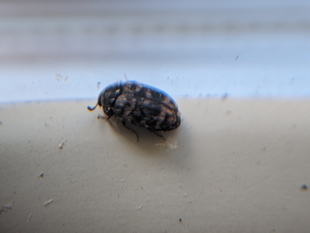 Larger Cabinet Beetle in July 2020 by beer_rice · iNaturalist
