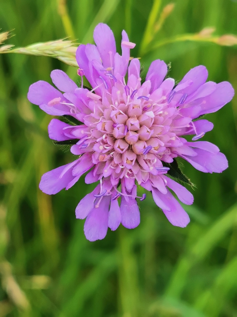 Field Scabious from Gelvonai, Lietuva on July 01, 2020 at 04:33 PM by ...
