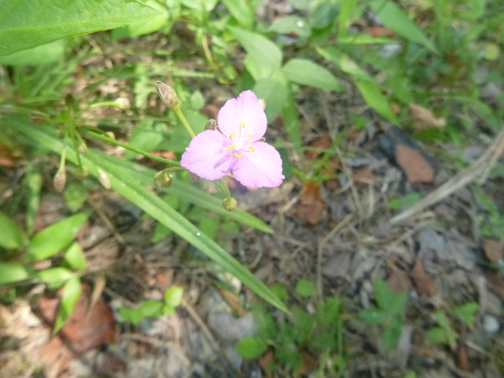 Callisia rosea (Vent.) D.R.Hunt
